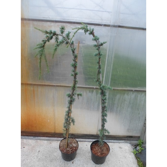 Cedr libański Glauca Pendula 120-140cm 4L