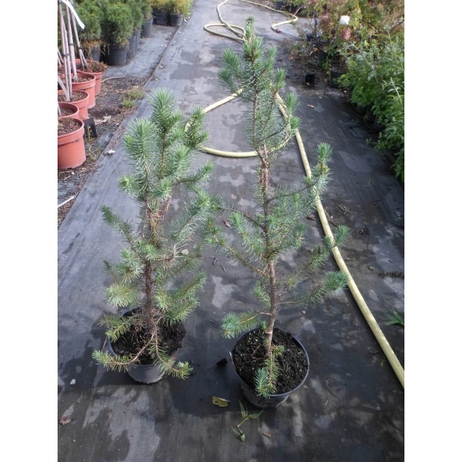 Sosna pinia pinus pinea 40-60cm C2