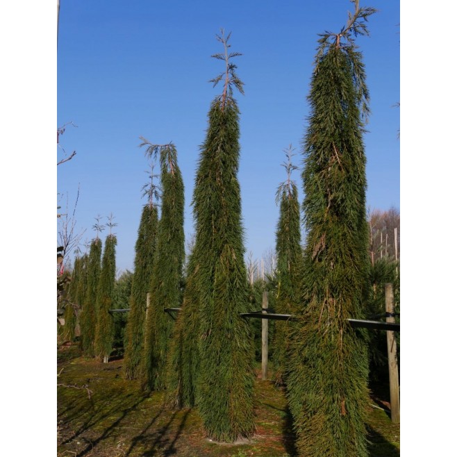 Mamutowiec olbrzymi sekwoja Pendulum 40-60cm C3