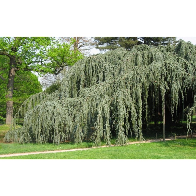 Cedr libański Glauca Pendula 120-140cm 4L