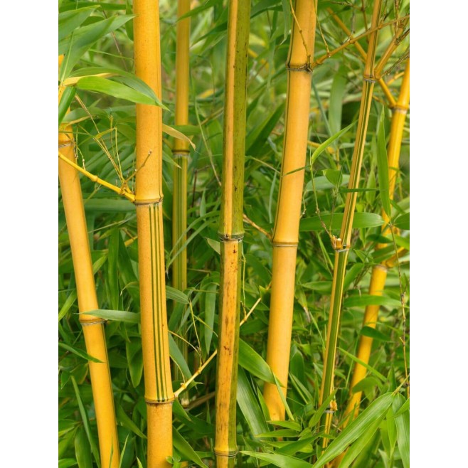 Bambus złotobruzdowy Aureocaulis mrozoodporny C1